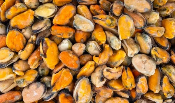 Carne de mejillón cocido de Galicia | Gadinver